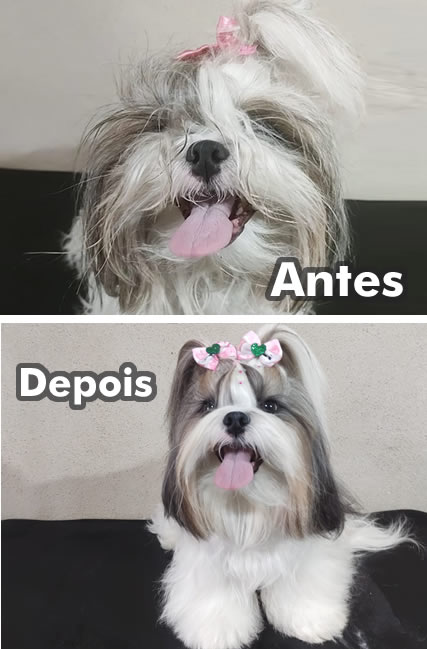 Mimo Pet serviços de Banho Tosa e Hospedagem. Estética Canina Tia ...