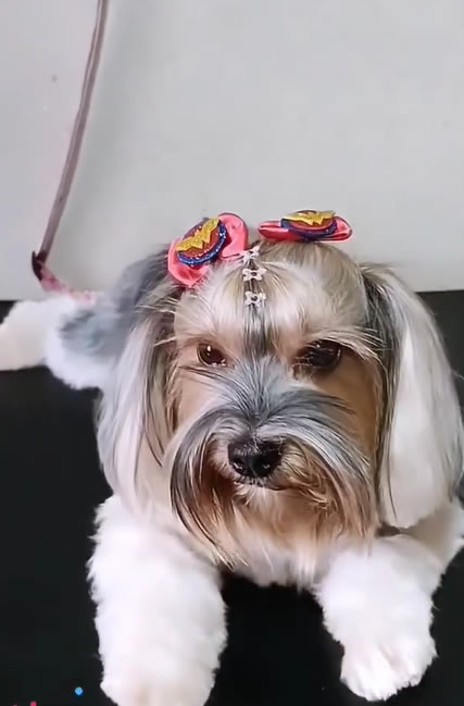 Mimo Pet serviços de Banho Tosa e Hospedagem. Estética Canina Tia ...
