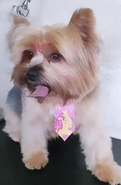 Mimo Pet serviços de Banho Tosa e Hospedagem. Estética Canina Tia ...