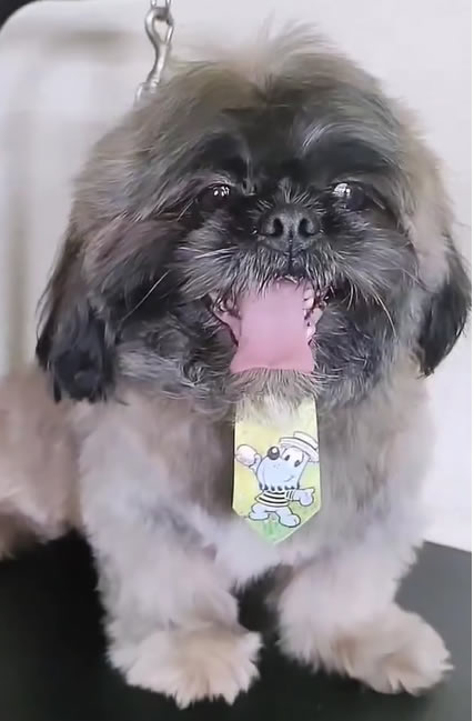 Mimo Pet serviços de Banho Tosa e Hospedagem. Estética Canina Tia ...