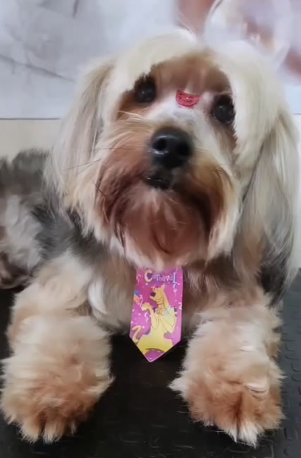 Mimo Pet serviços de Banho Tosa e Hospedagem. Estética Canina Tia ...